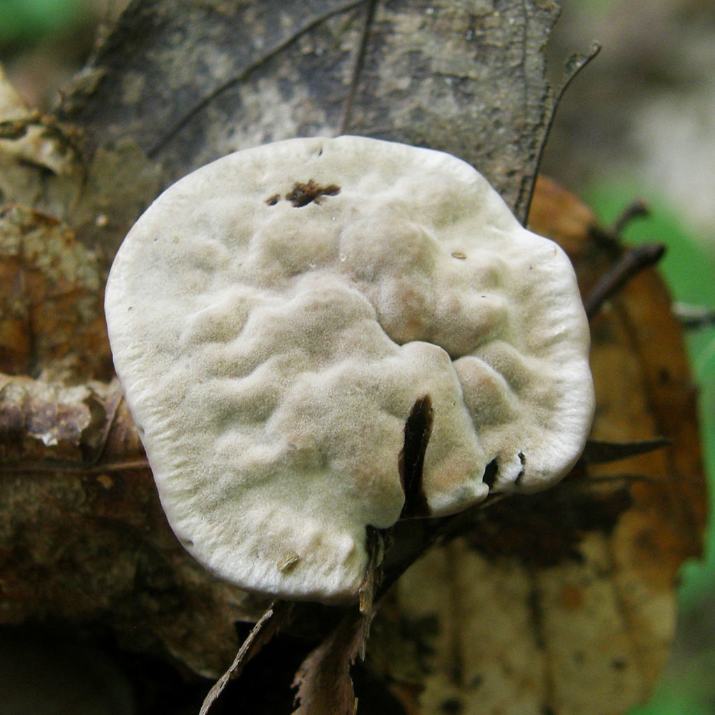 Hydnellum spongiosipes (Hydnellum spongiosipes) - Picture Mushroom