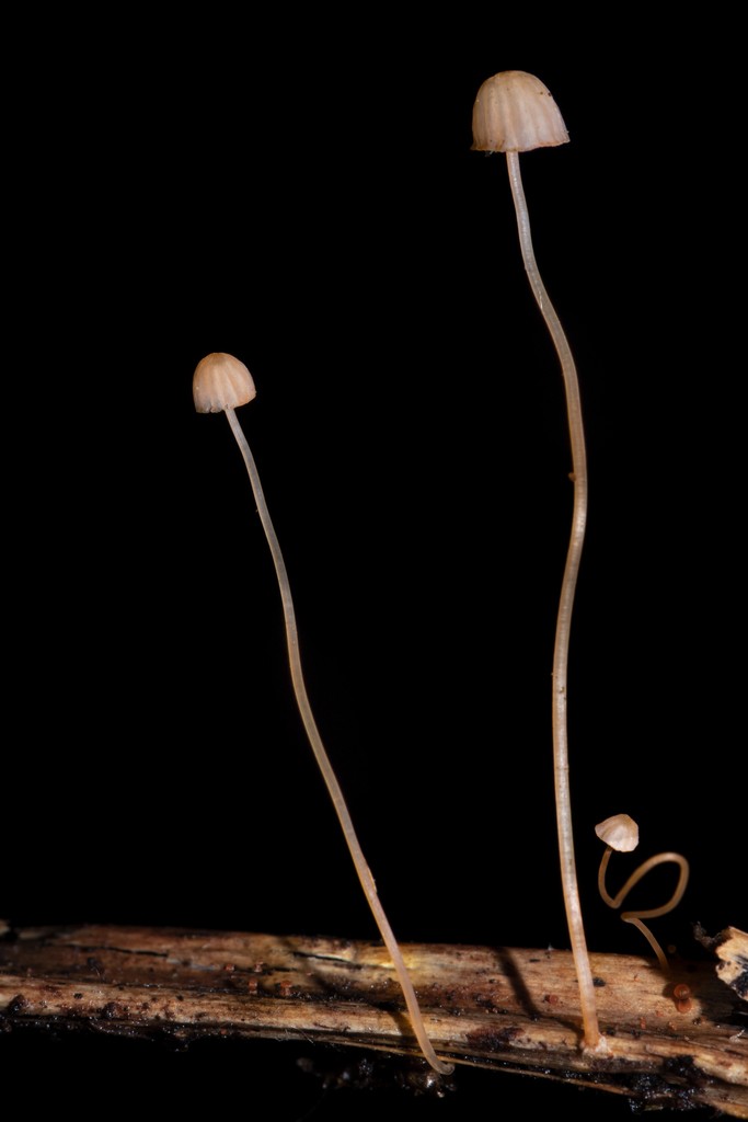 Mycena pterigena (Mycena pterigena) - Picture Mushroom