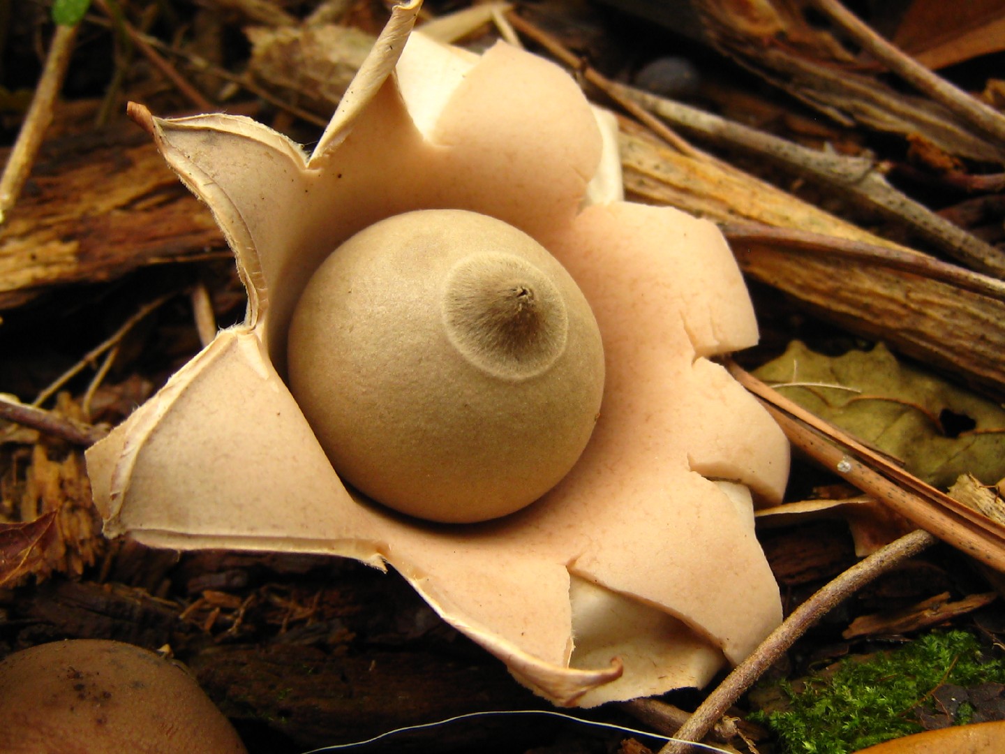 Rounded earthstar How to identify it? - Picture Mushroom