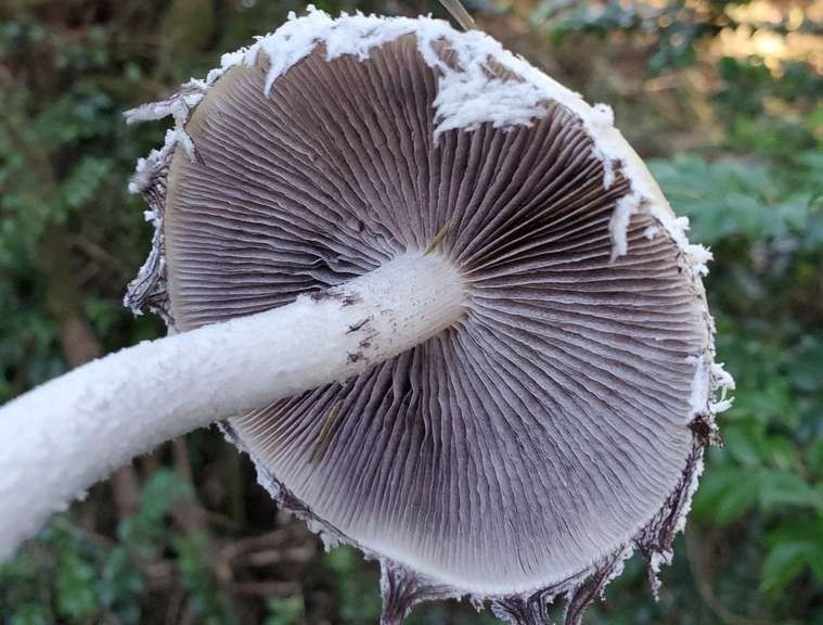 Questionable stropharia How to identify it? - Picture Mushroom