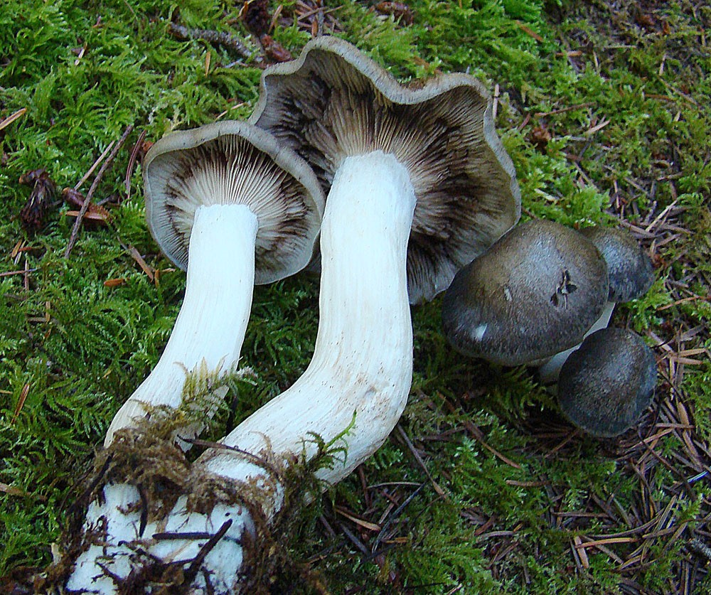 Lyophyllum semitale (Lyophyllum semitale) - Picture Mushroom