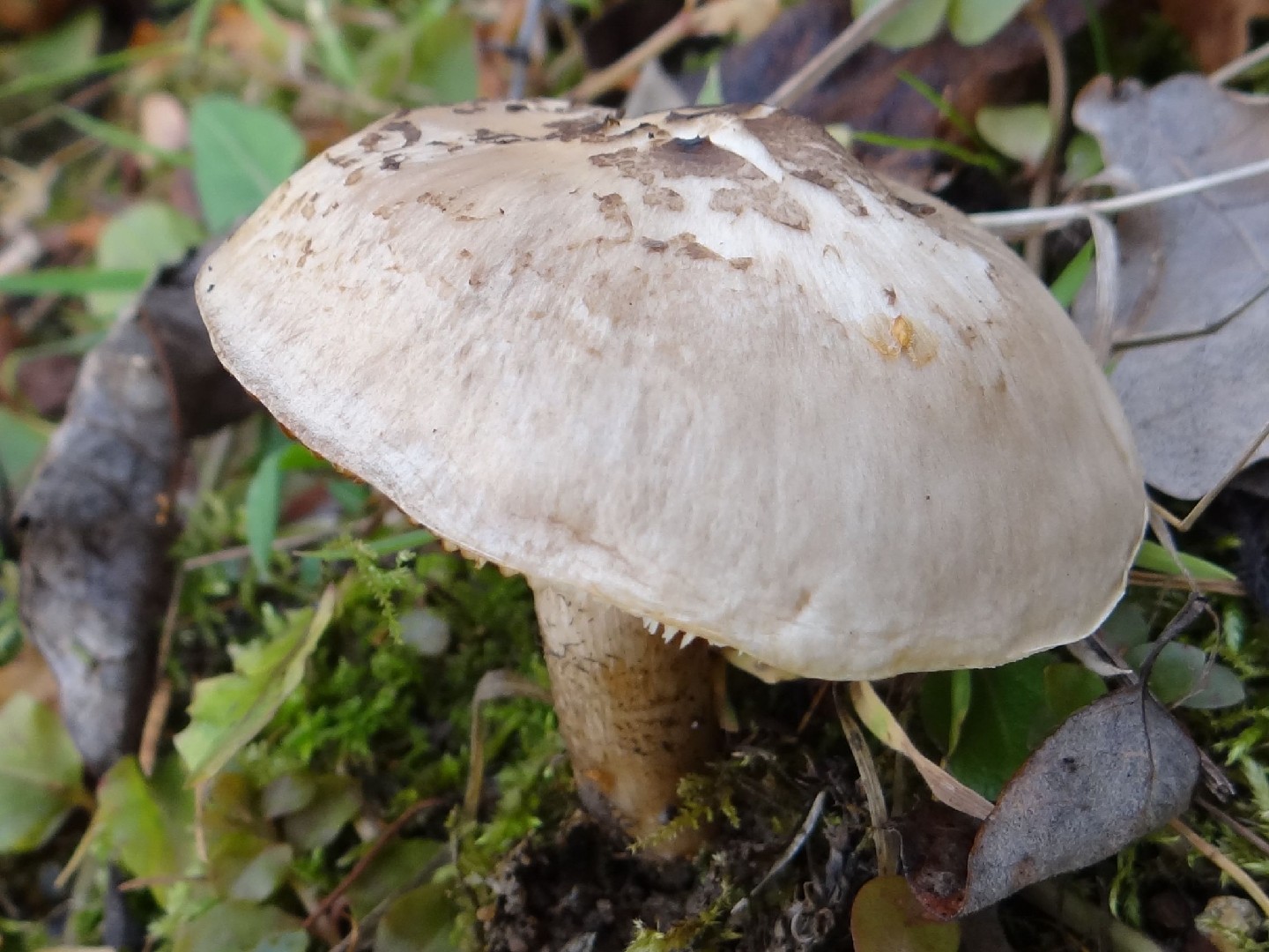 Scaly shield How to identify it? - Picture Mushroom