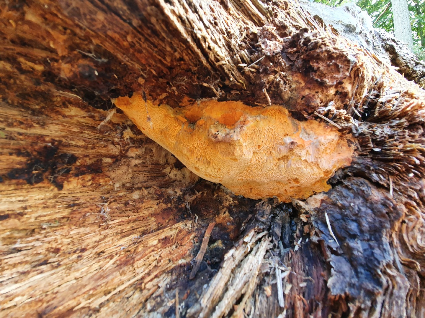 Hapalopilus croceus (Hapalopilus croceus) - Picture Mushroom