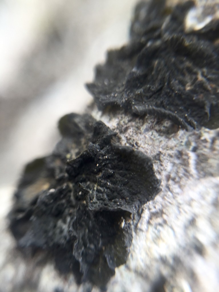 Collema nigrescens (Collema nigrescens) - Picture Mushroom
