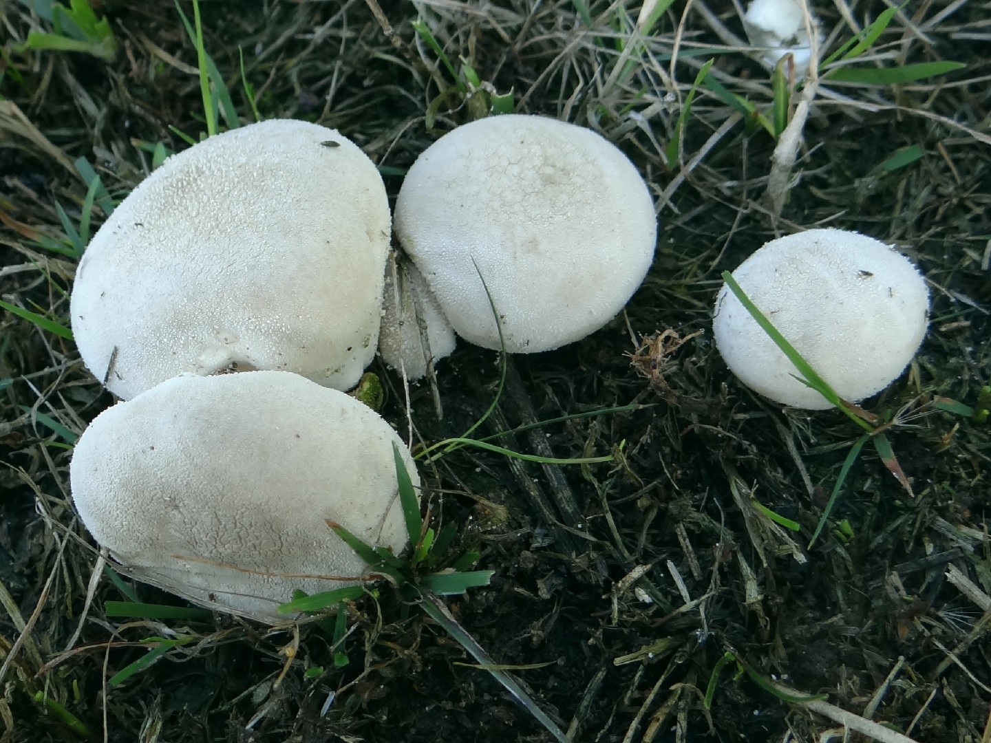 Meadow puffball How to identify it? - Picture Mushroom