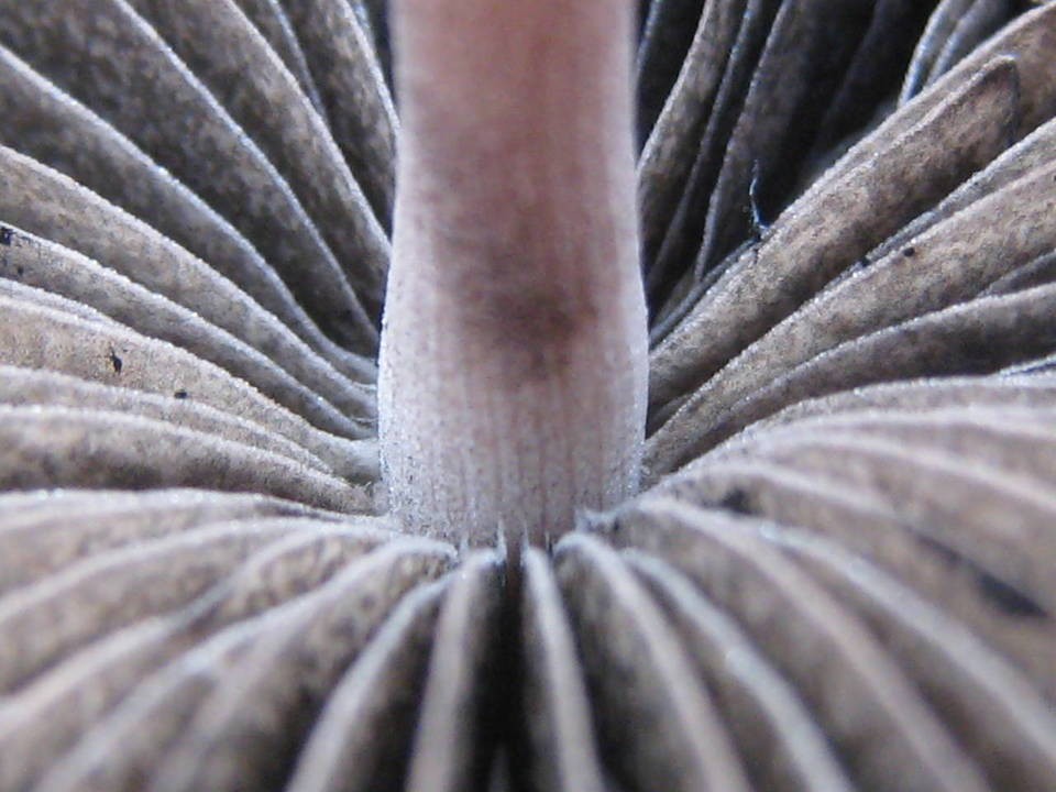 Banded mottlegill How to identify it? - Picture Mushroom