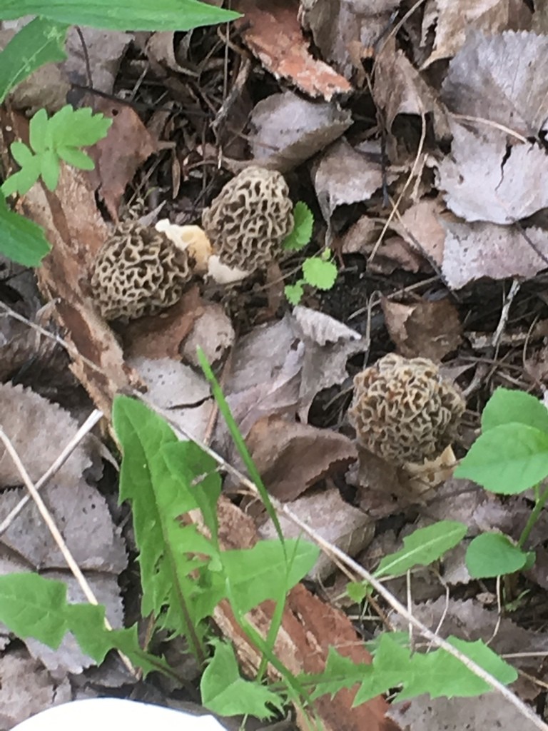 Morchellaceae (Morchellaceae) - Picture Mushroom
