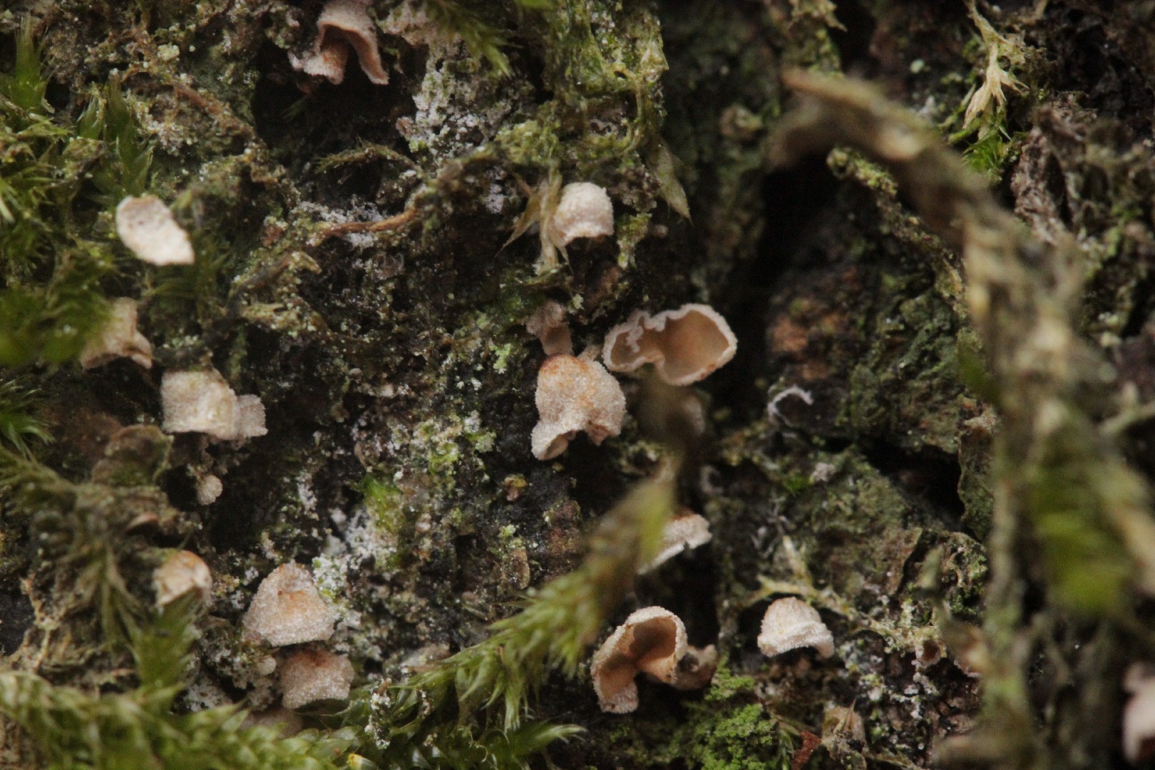 Chromocyphella muscicola (Chromocyphella muscicola) - Picture Mushroom