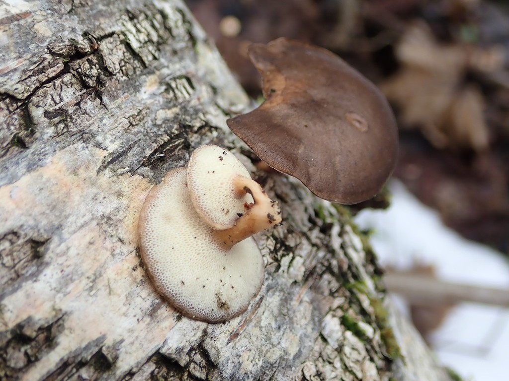 Lentinus (Lentinus) - Picture Mushroom