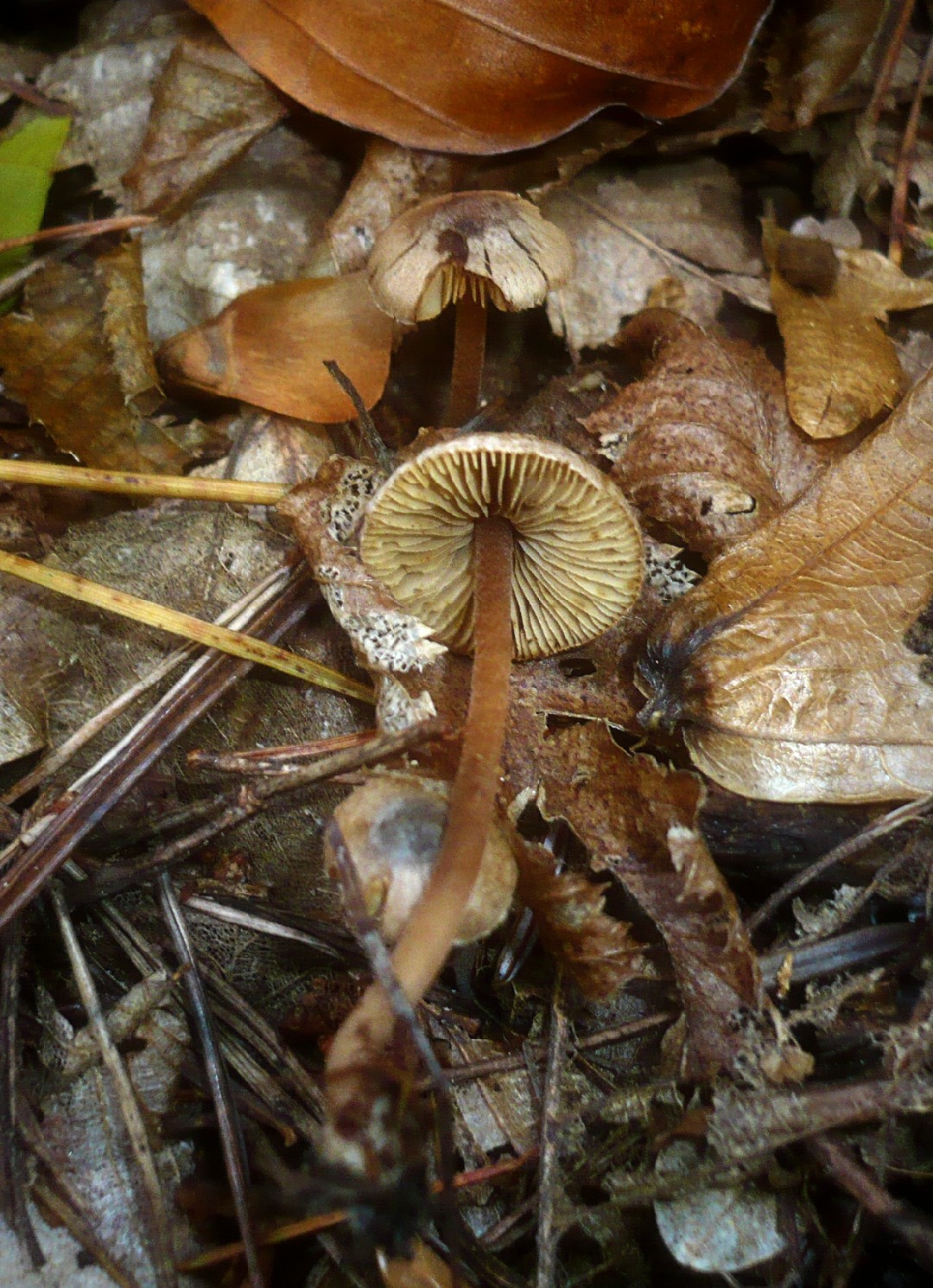 Inocybe petiginosa (Inocybe petiginosa) - Picture Mushroom