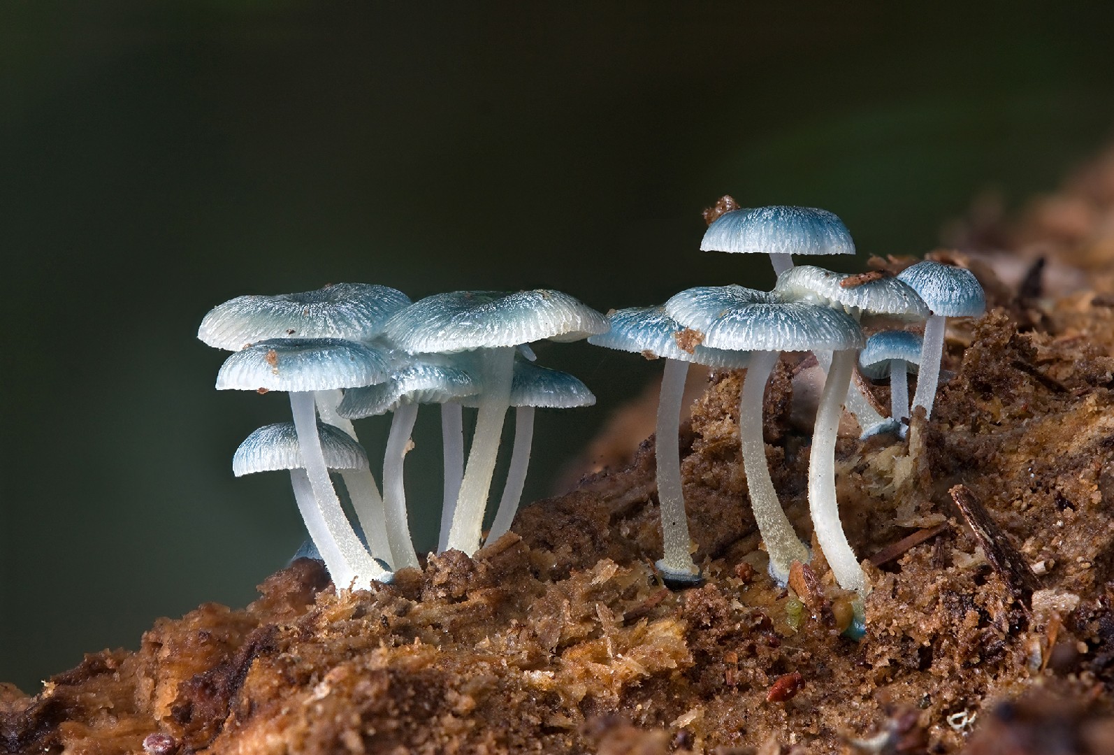 クヌギタケ属 (Mycena) - Picture Mushroom