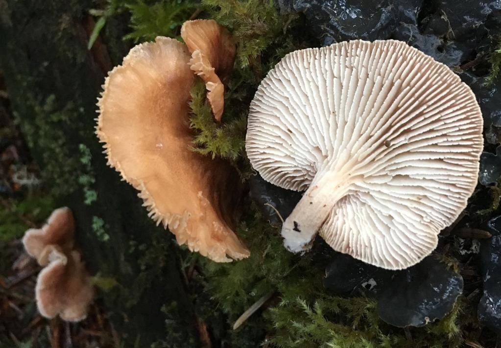 Neolentinus kauffmanii (Neolentinus kauffmanii) - Picture Mushroom
