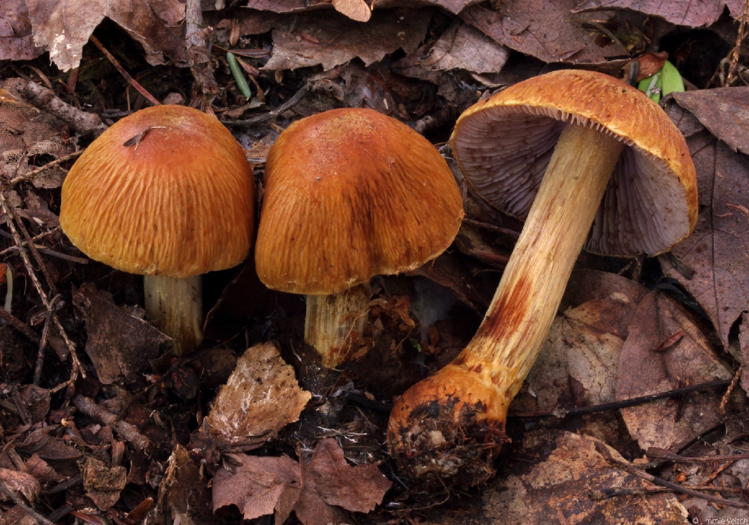 Cortinarius corrugatus (Cortinarius corrugatus) - Picture Mushroom