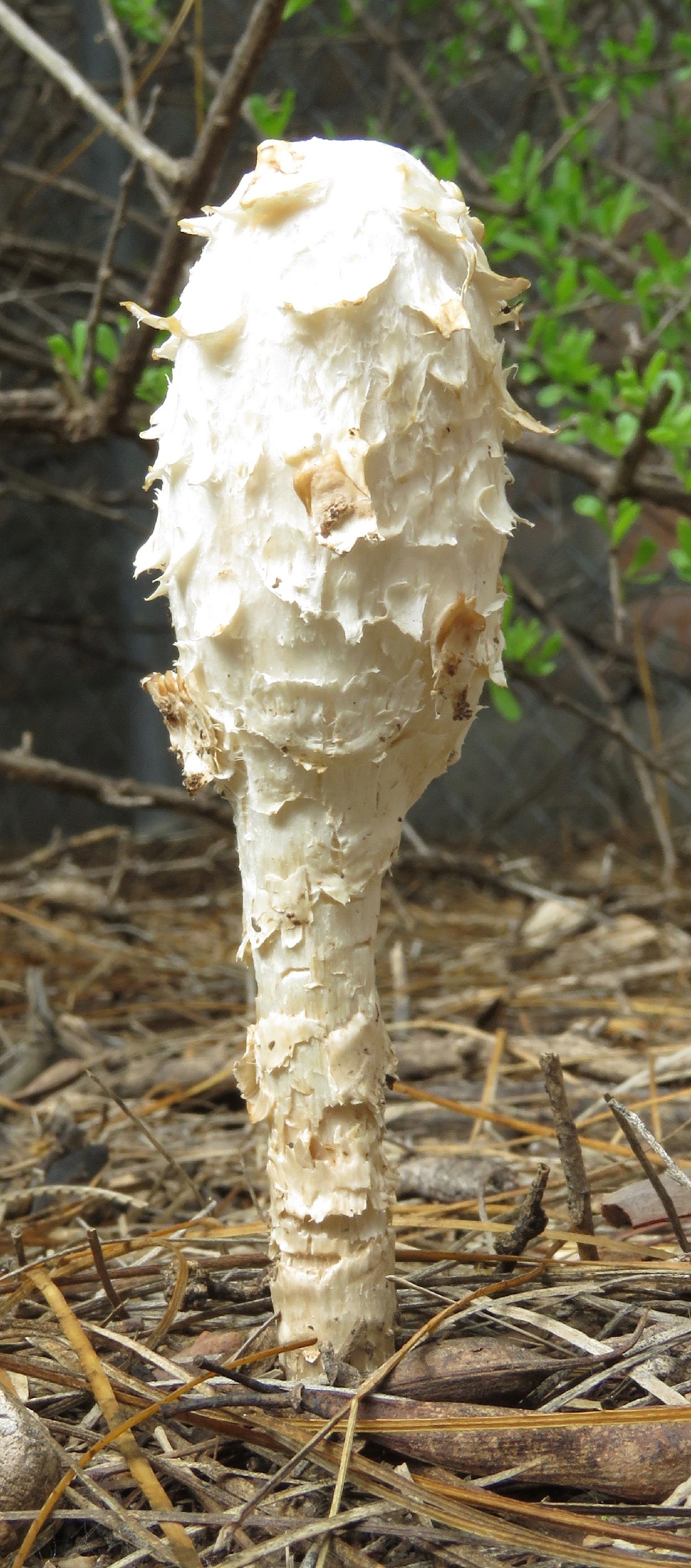 Podaxis longii (Podaxis longii) - Picture Mushroom