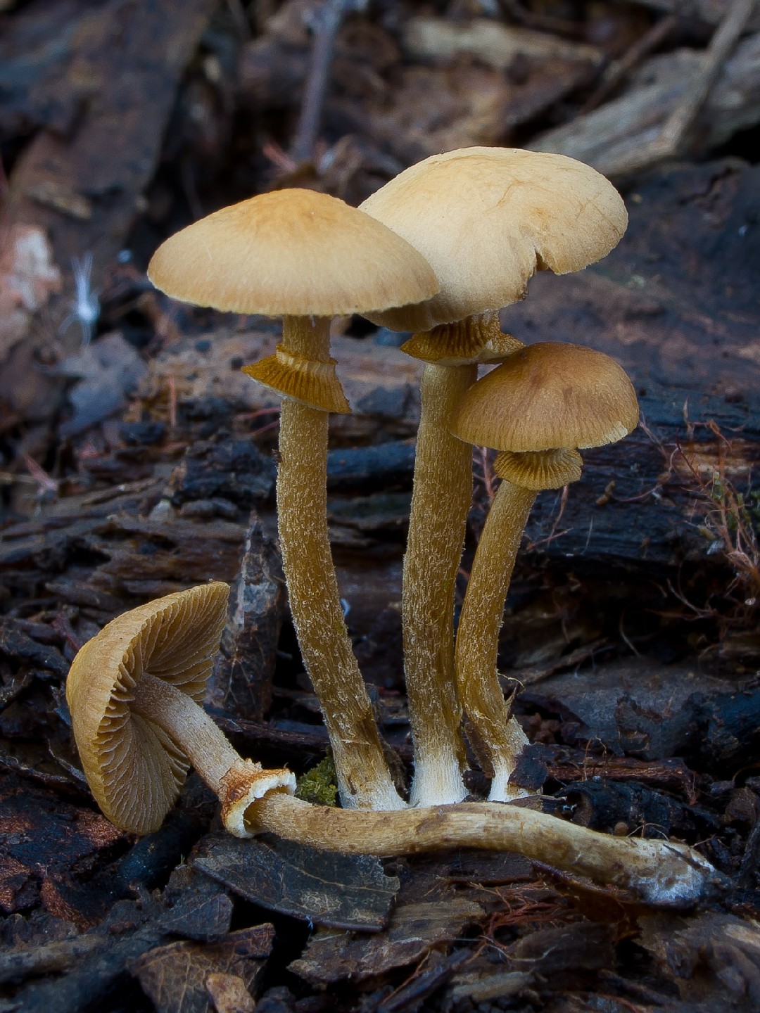 Conocybe rugosa (Conocybe rugosa) - Picture Mushroom