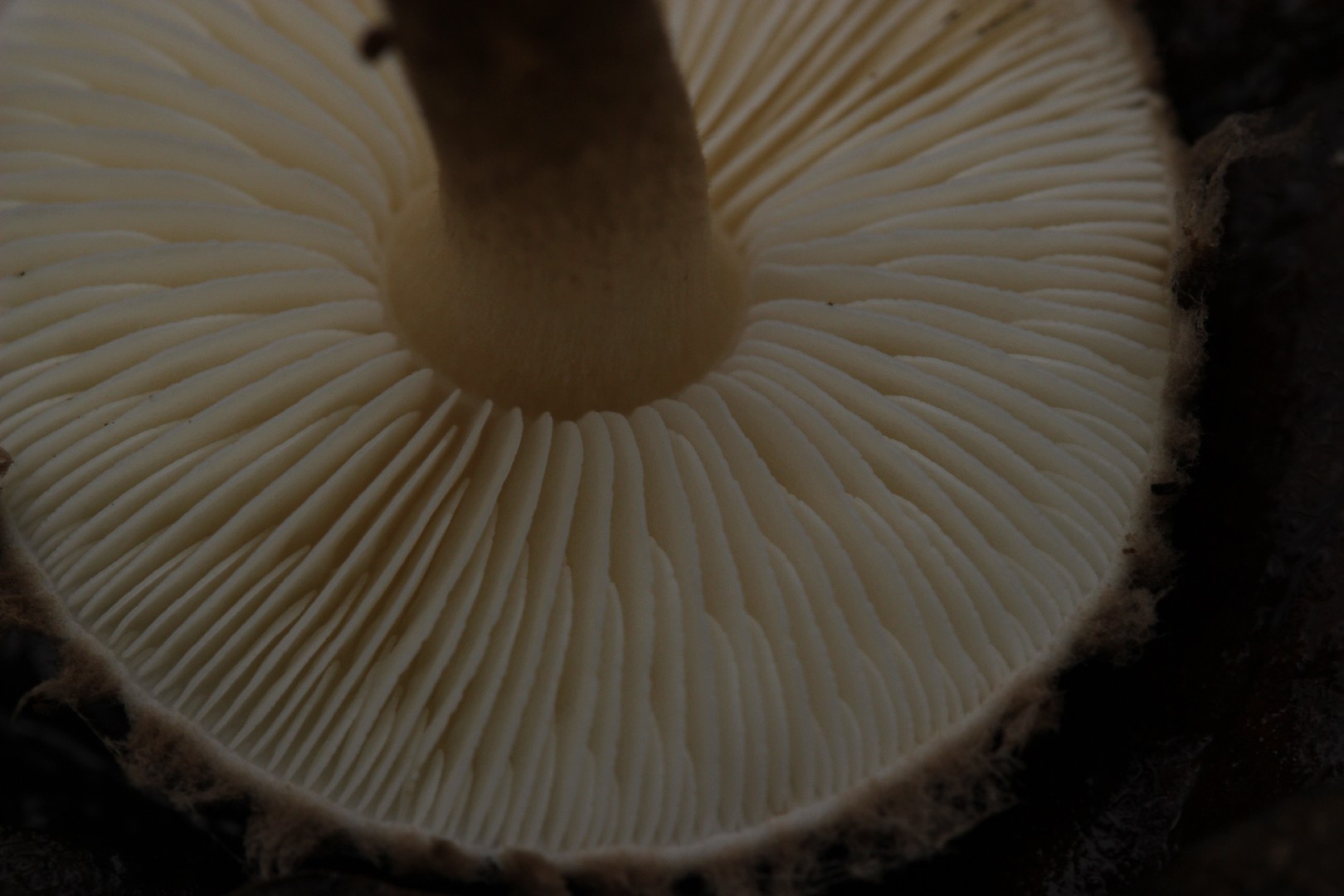 Echinoderma (Echinoderma) - Picture Mushroom