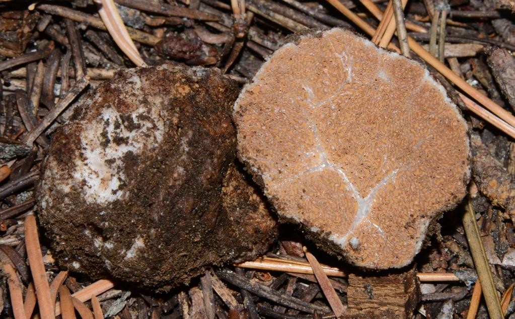 Gautieria monticola (Gautieria monticola) - Picture Mushroom