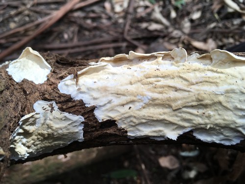 Byssomerulius corium (Byssomerulius corium) - Picture Mushroom