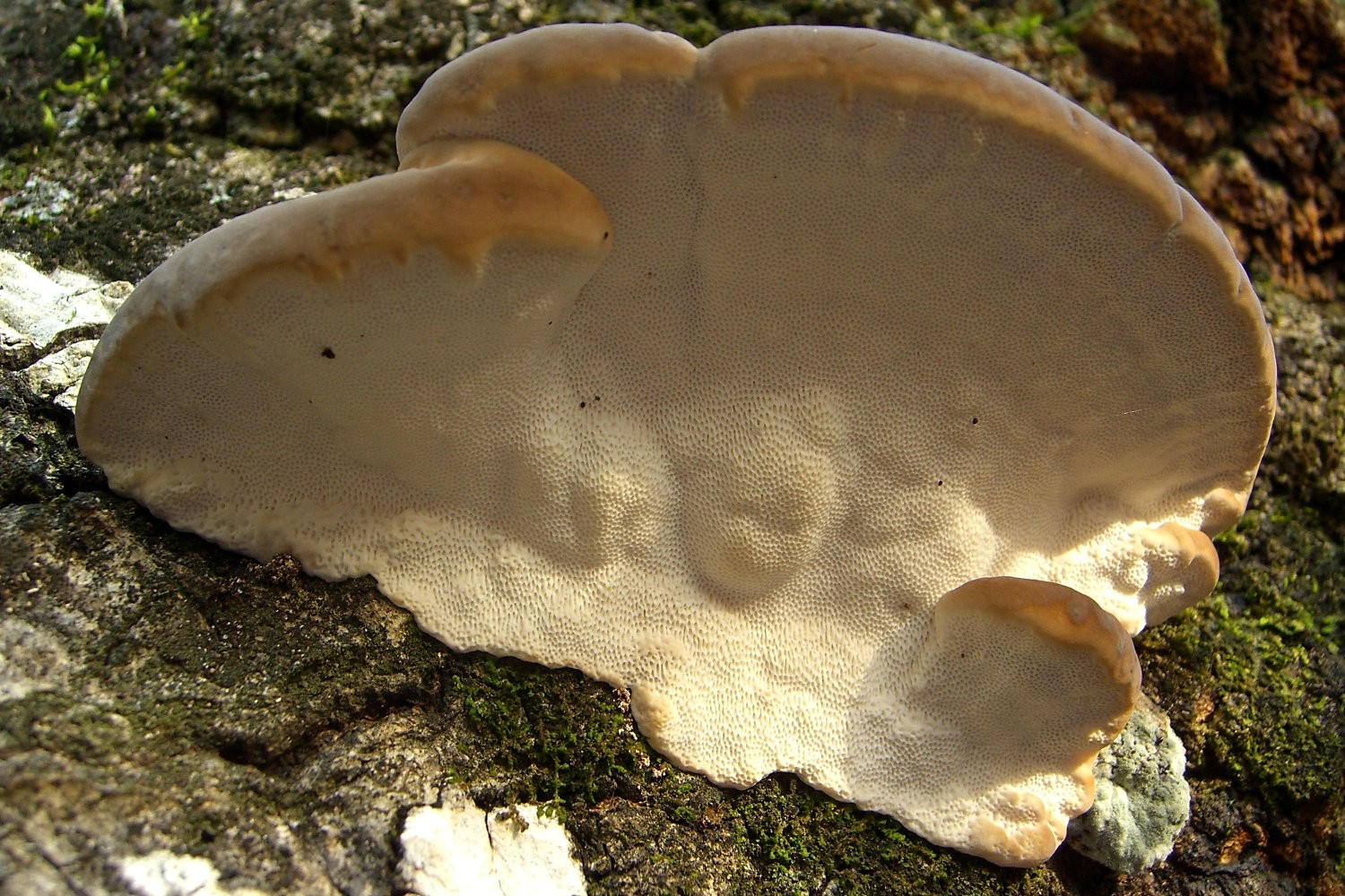 Heterobasidion annosum (Heterobasidion annosum) - Picture Mushroom