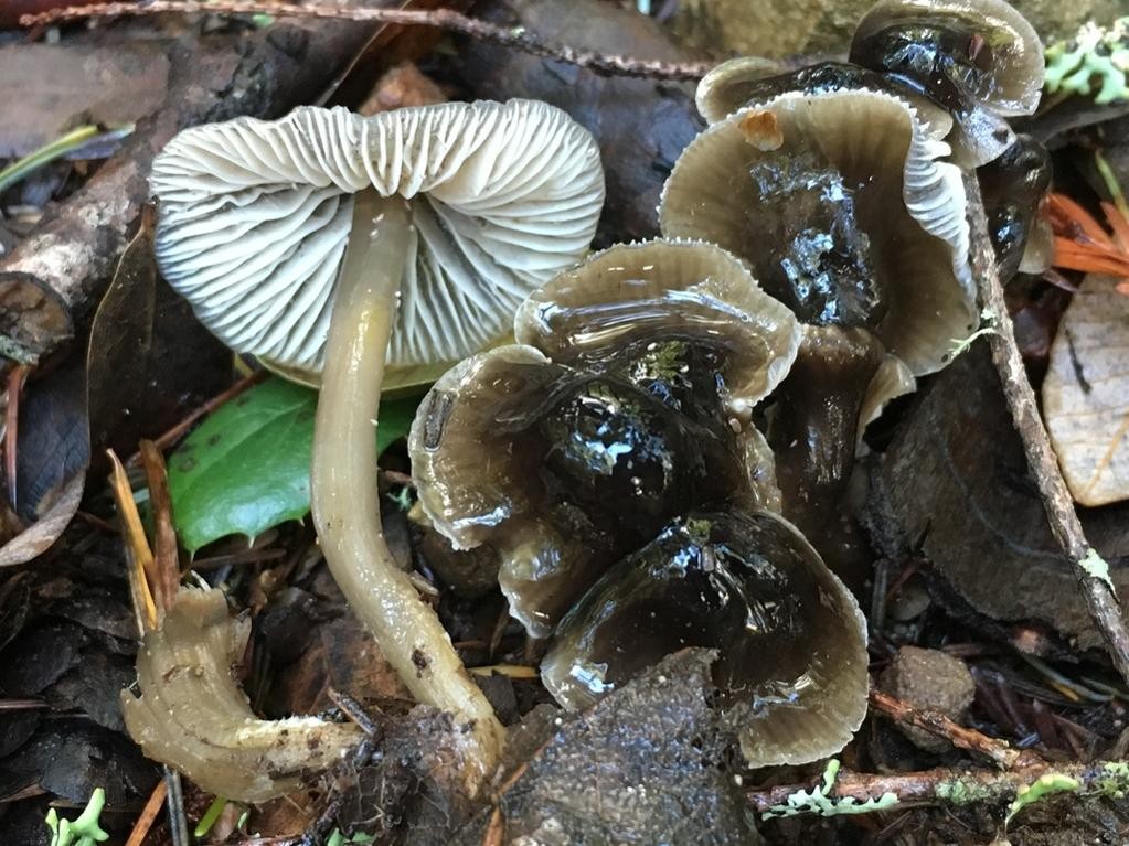Helmlinge (Mycena) - Picture Mushroom