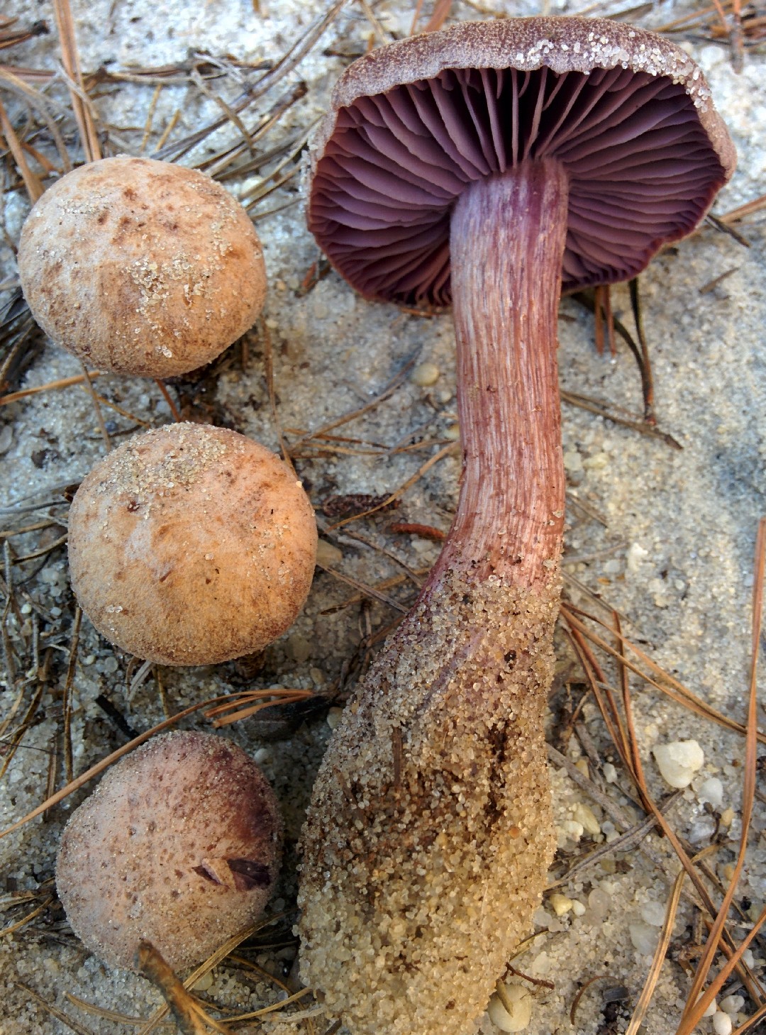 Laccaria (Laccaria) - Picture Mushroom