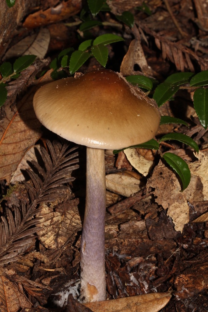 Cortinarius collinitus (Cortinarius collinitus) - Picture Mushroom