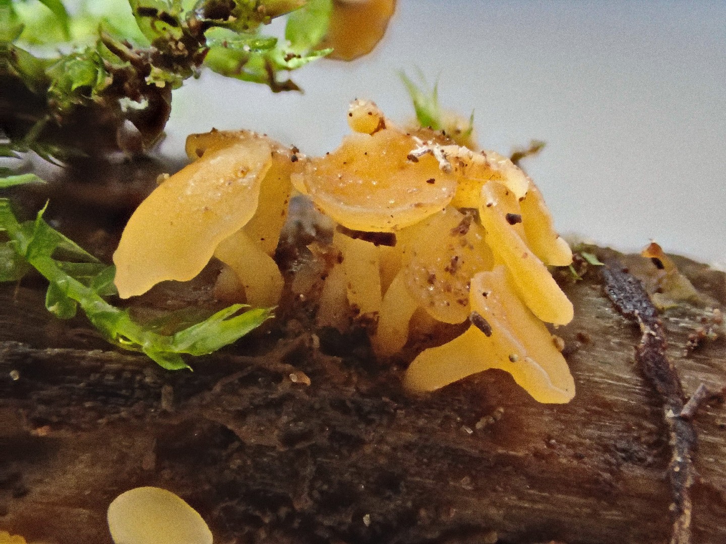 Hymenoscyphus calyculus (Hymenoscyphus calyculus) - Picture Mushroom