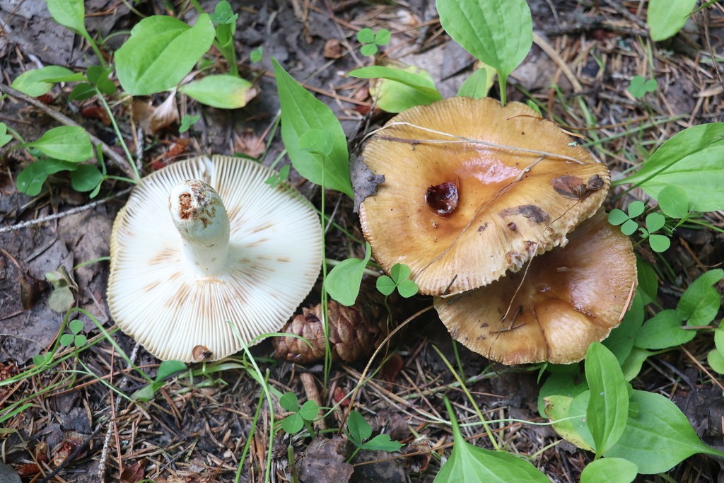 Stinking brittlegill How to identify it? - Picture Mushroom