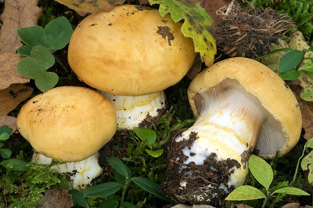 Cortinaire à pied vitellin (Cortinarius cliduchus) - Picture Mushroom