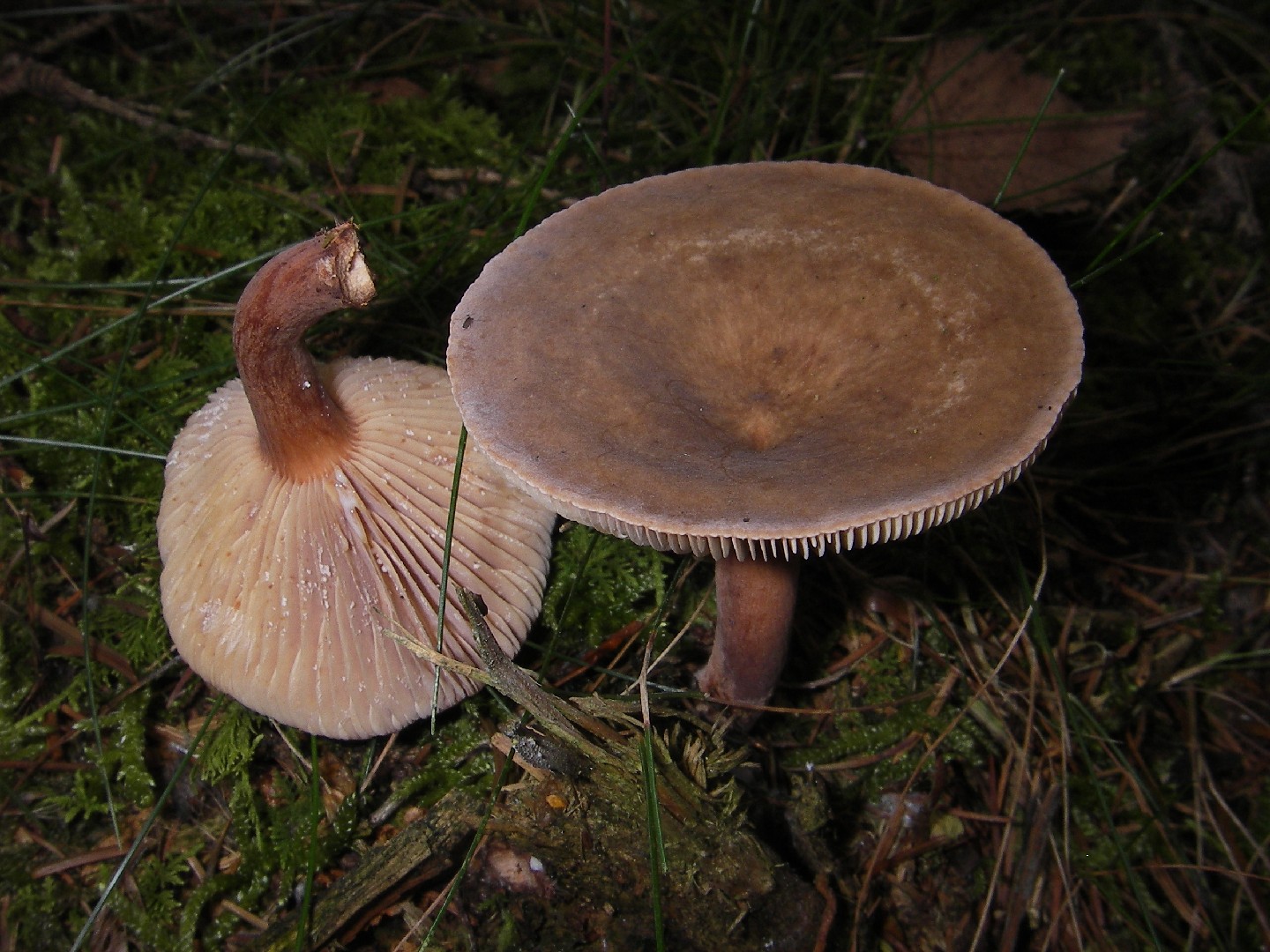 アカチチモドキ (Lactarius helvus) - Picture Mushroom
