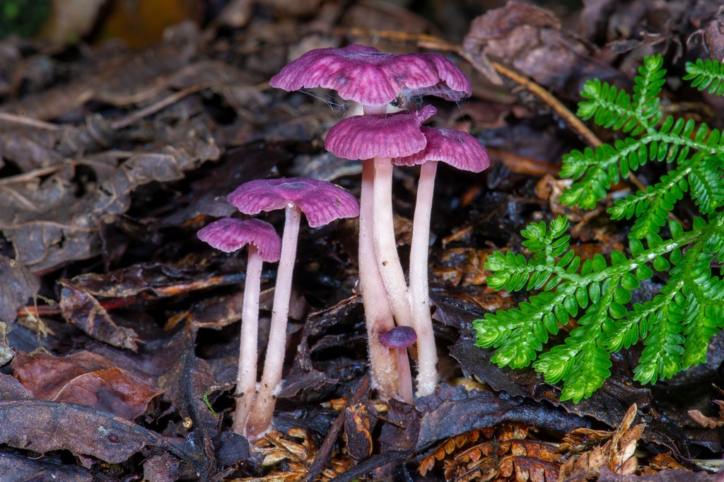 Gymnopus (Gymnopus) - Picture Mushroom