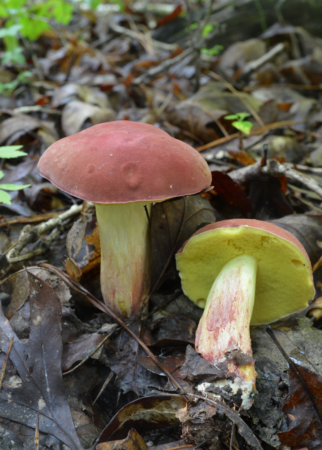 Boletus roodyi (Boletus roodyi) - Picture Mushroom