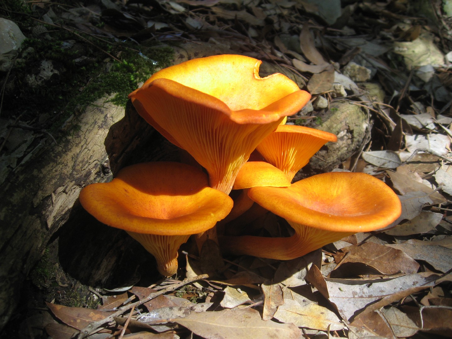 Омфалот маслиновый (Omphalotus olearius) - Picture Mushroom