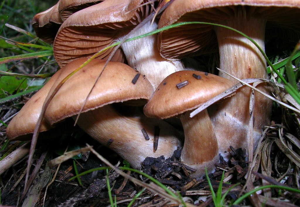 Cortinarius subbalaustinus (Cortinarius subbalaustinus) - Picture Mushroom