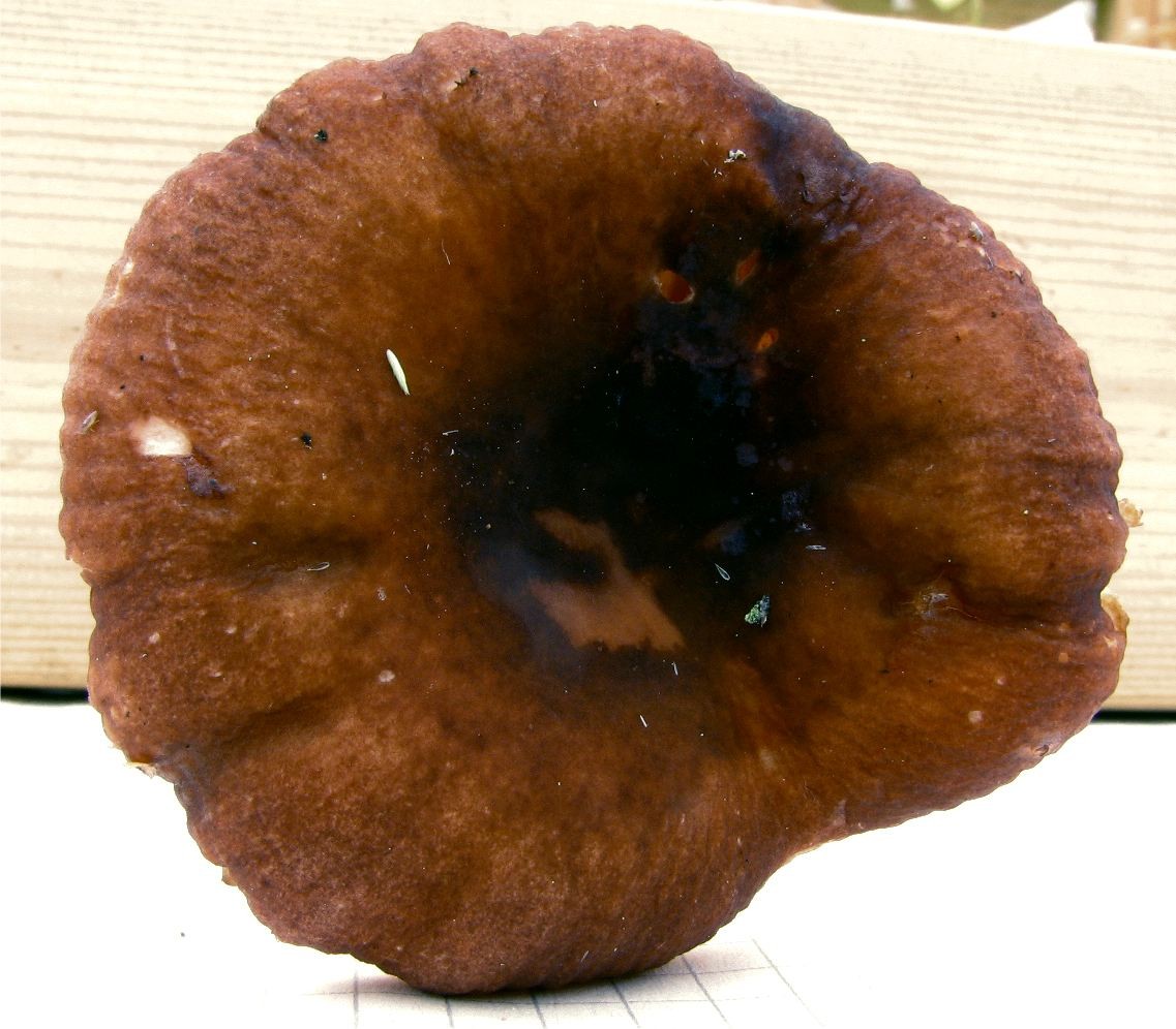 Russula taigarum (Russula taigarum) - Picture Mushroom