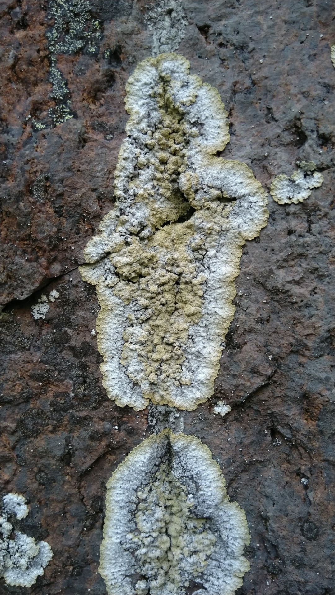 Lepraria (Lepraria) - Picture Mushroom