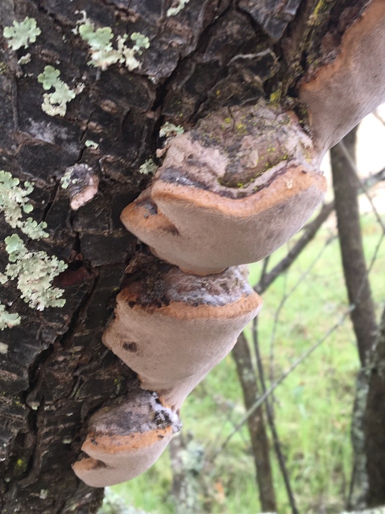 Phellinus pomaceoides (Phellinus pomaceoides) - Picture Mushroom