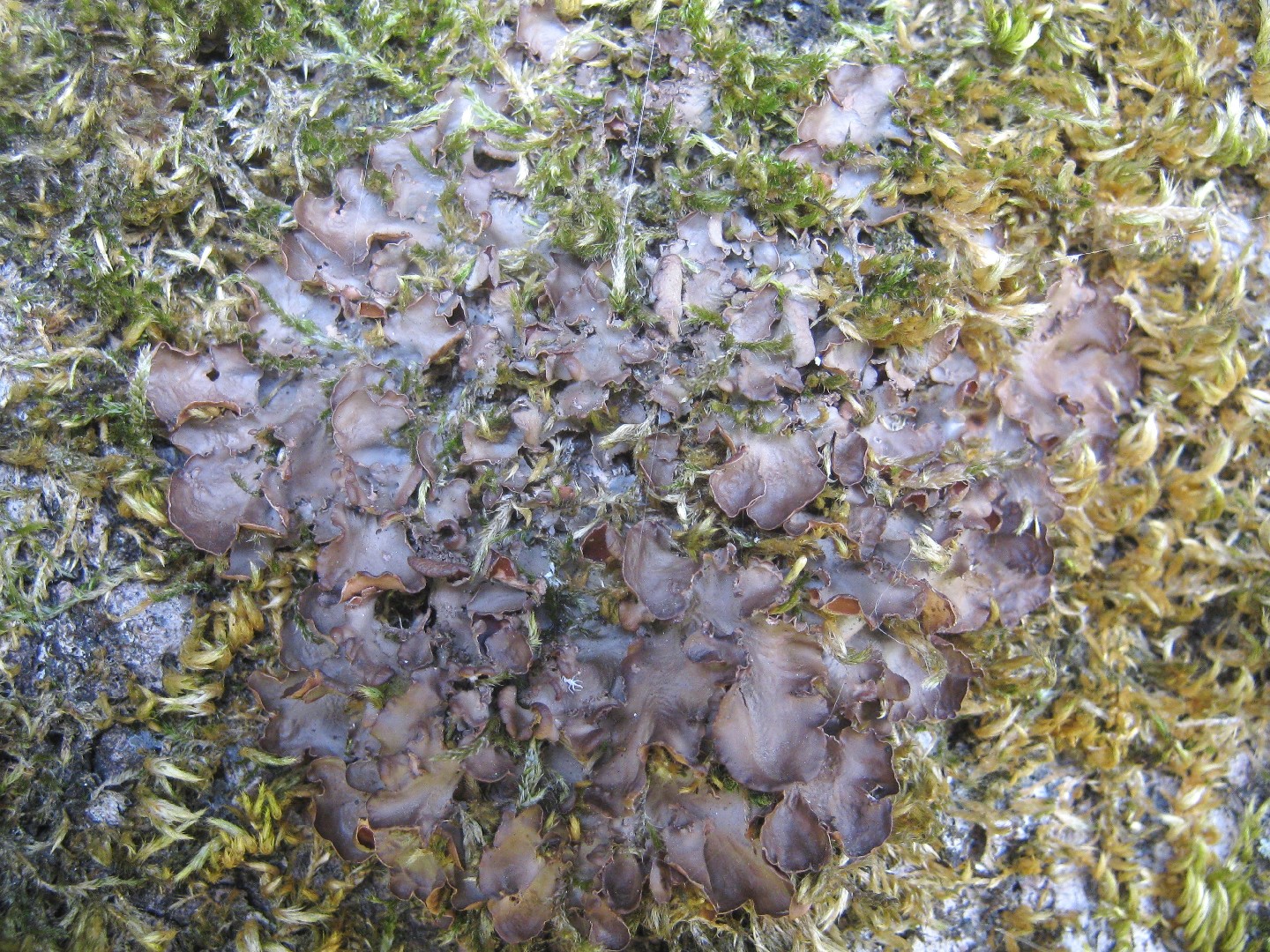 Nephroma laevigatum (Nephroma laevigatum) - Picture Mushroom