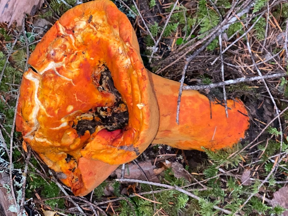 Hypomyces lactifluorum Erkennung - Picture Mushroom