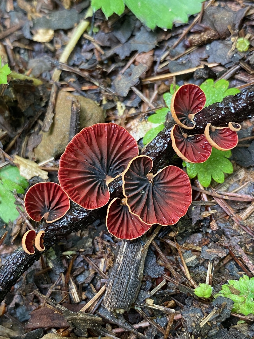 Anthracophyllum lateritium (Anthracophyllum lateritium) - Picture Mushroom