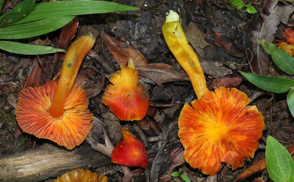 Hygrocybe aurantiosplendens (Hygrocybe aurantiosplendens) - Picture ...