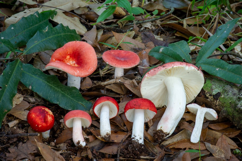 Russula mexicana (Russula mexicana) - Picture Mushroom