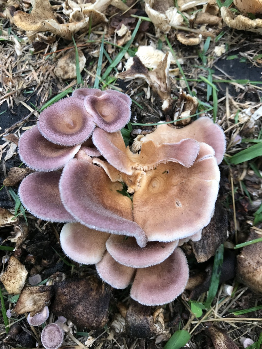 Panus lecomtei (Panus lecomtei) - Picture Mushroom