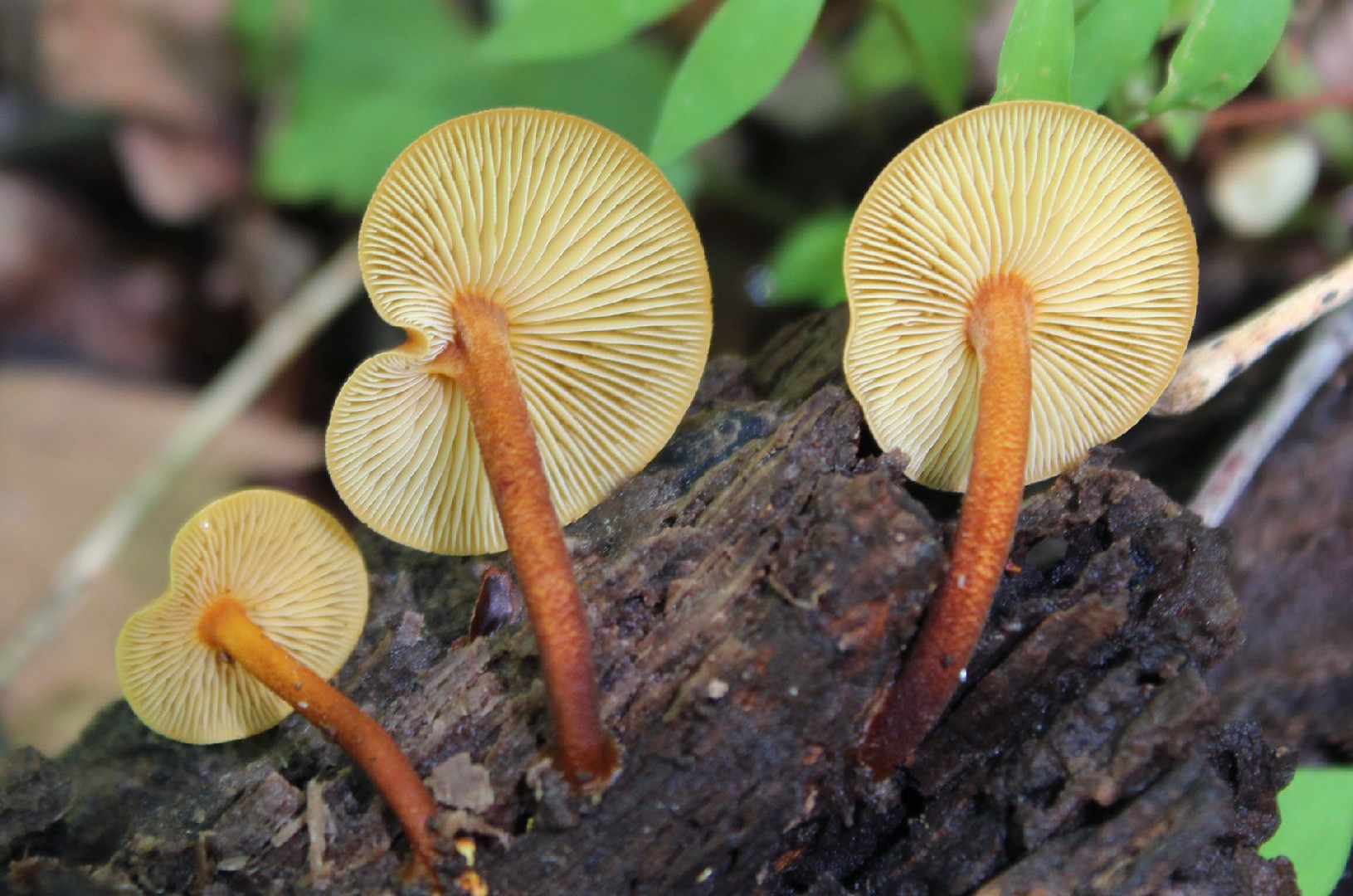Xeromphalina tenuipes (Xeromphalina tenuipes) - Picture Mushroom