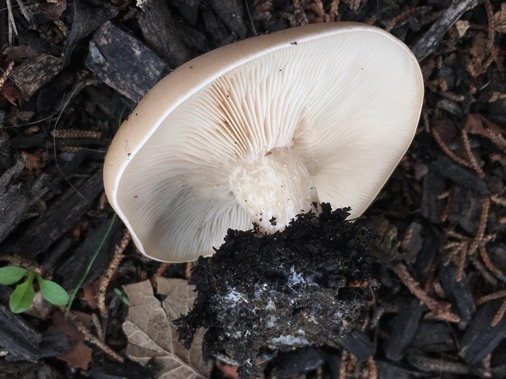 Brownit How to identify it? - Picture Mushroom