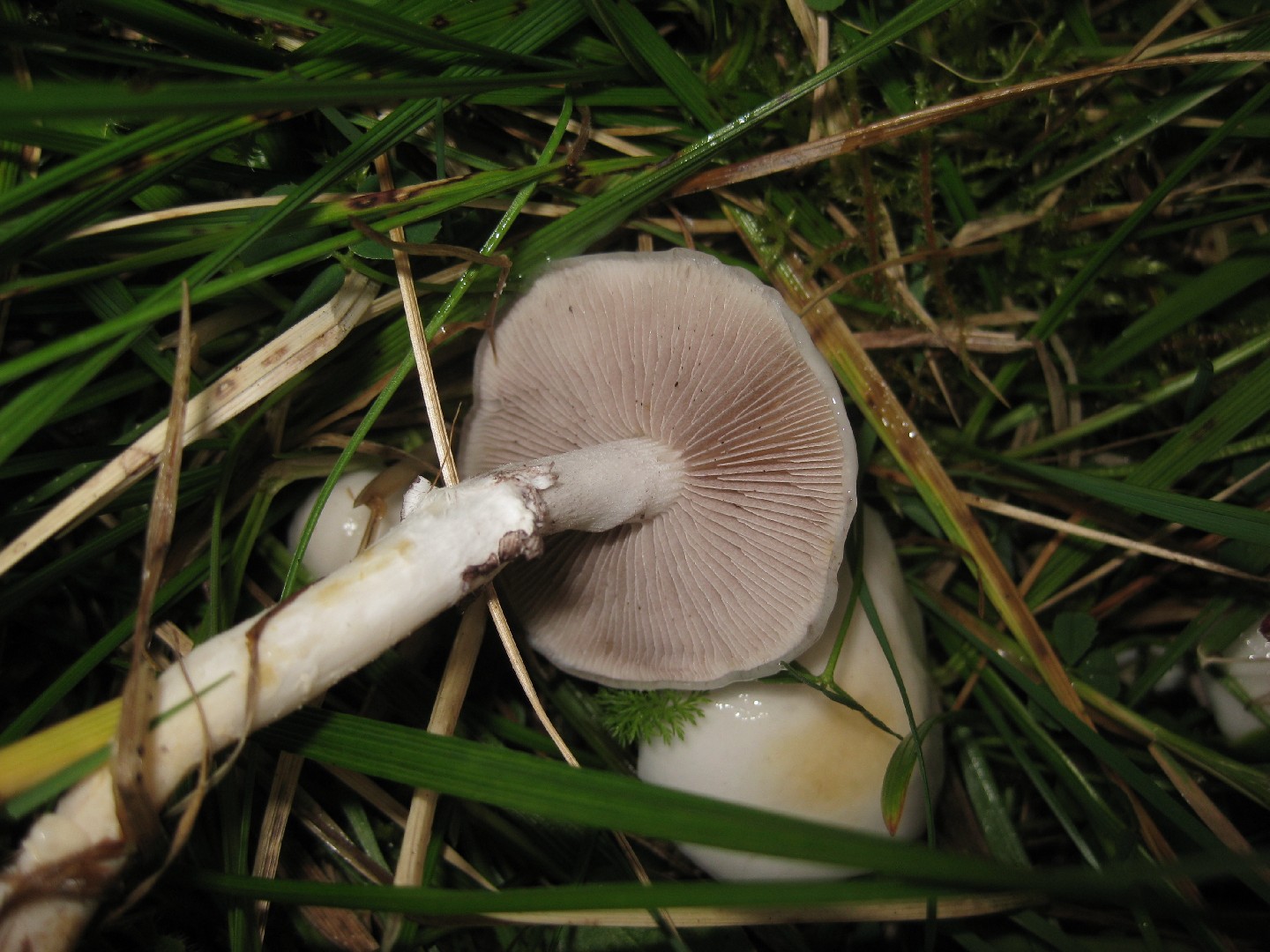 Stropharia (Stropharia) - Picture Mushroom