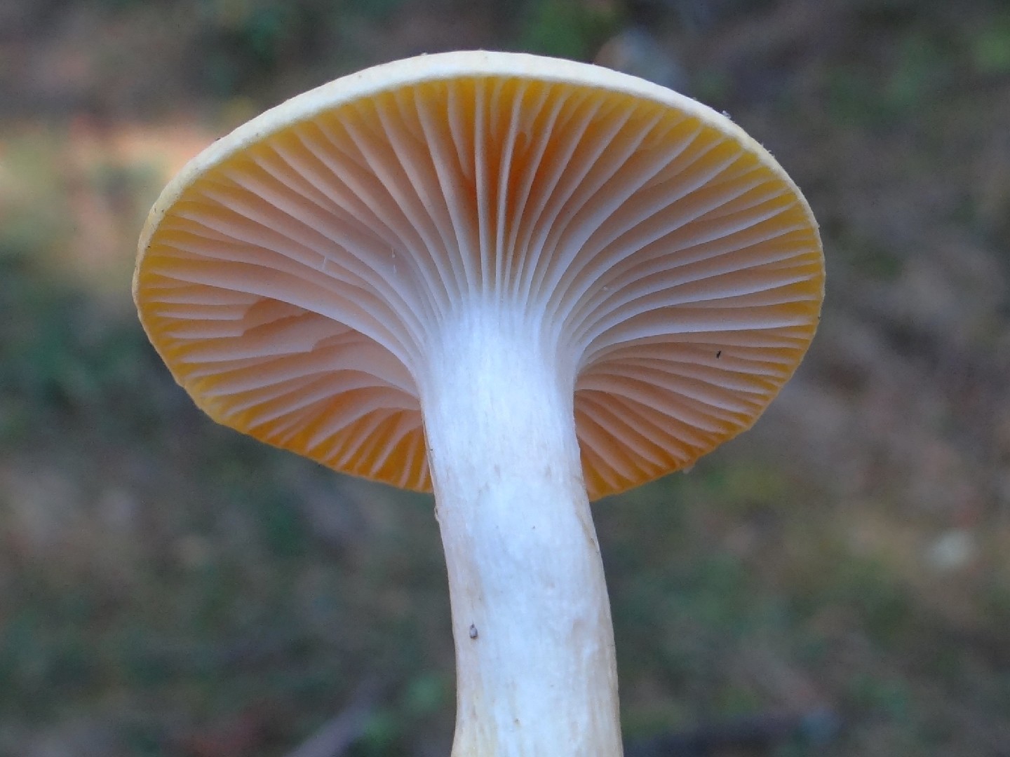 Hygrophorus lucorum (Hygrophorus lucorum) - Picture Mushroom
