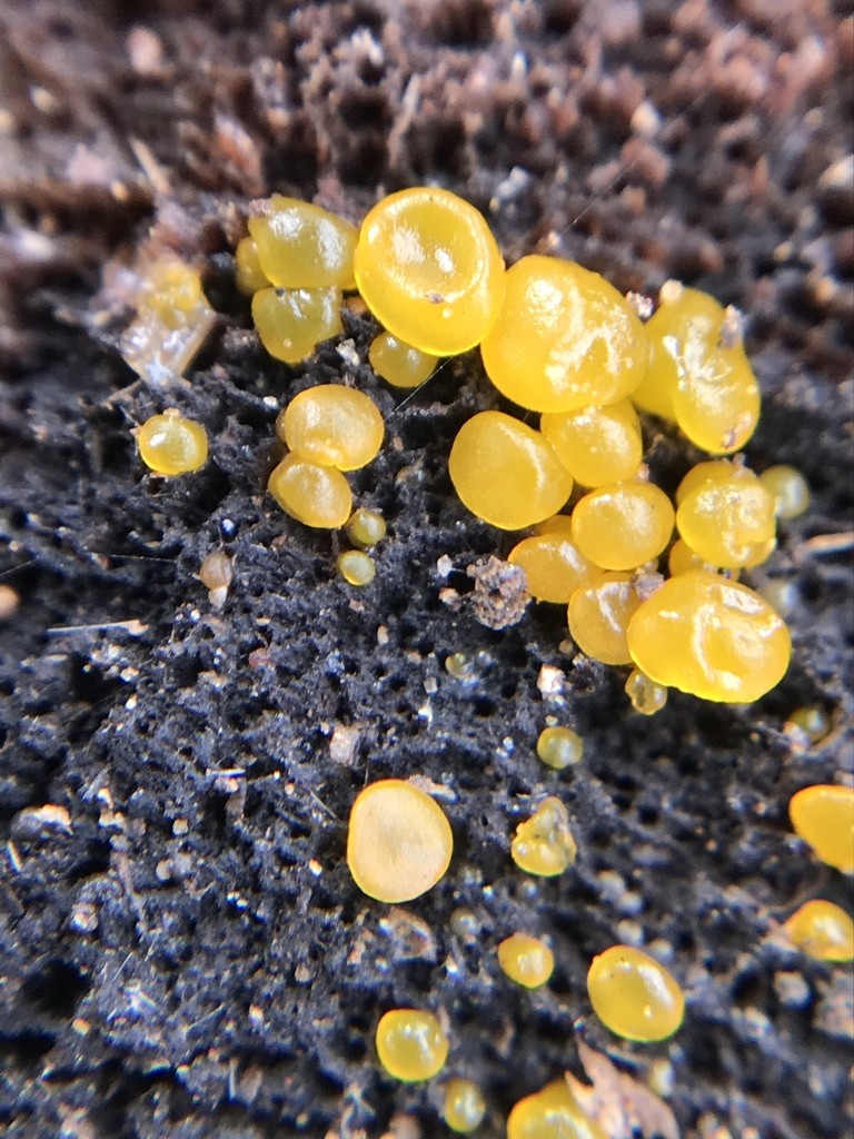 Dacrymyces capitatus (Dacrymyces capitatus) - Picture Mushroom