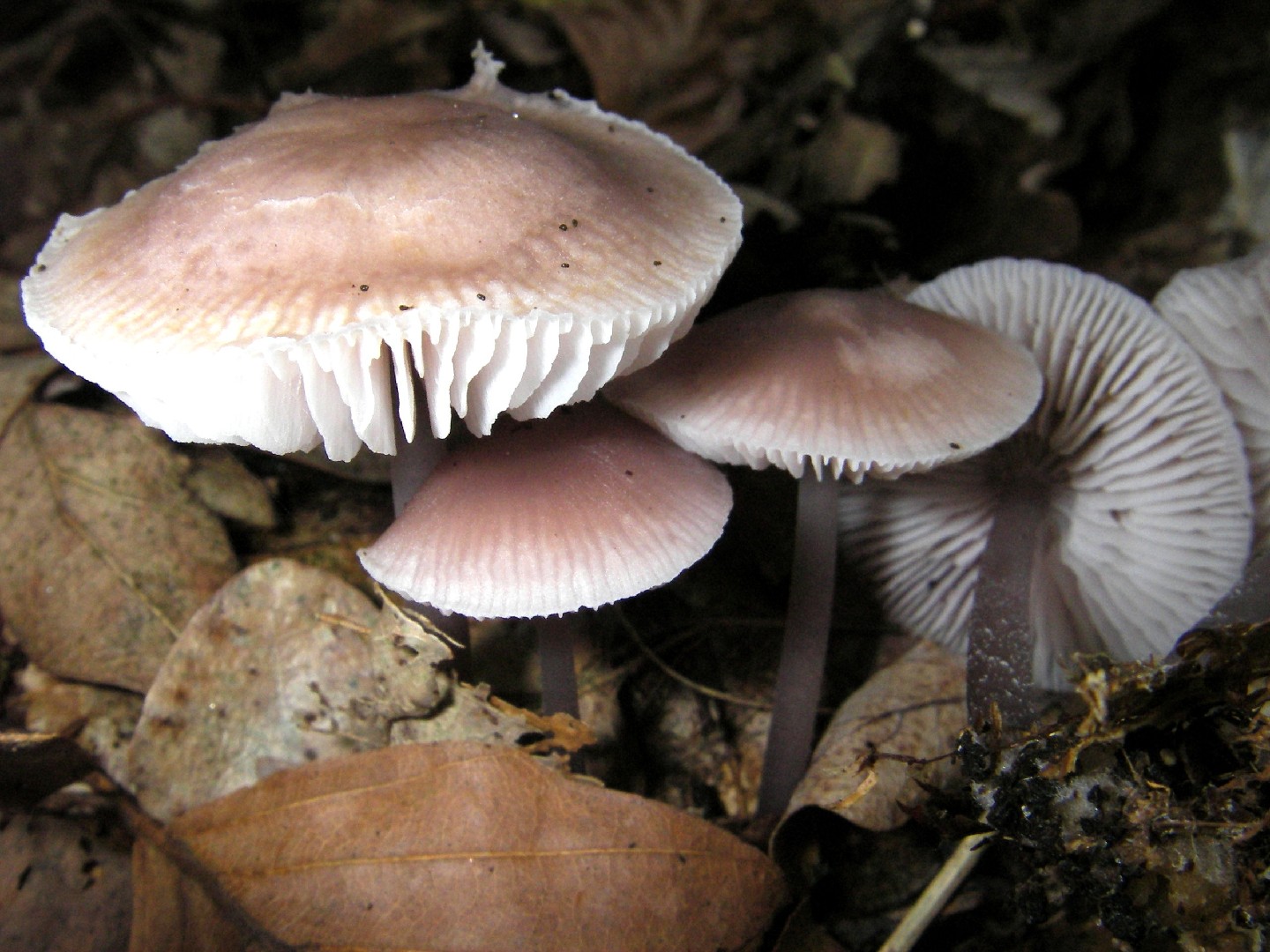 Mycena pura (Mycena pura) - Picture Mushroom