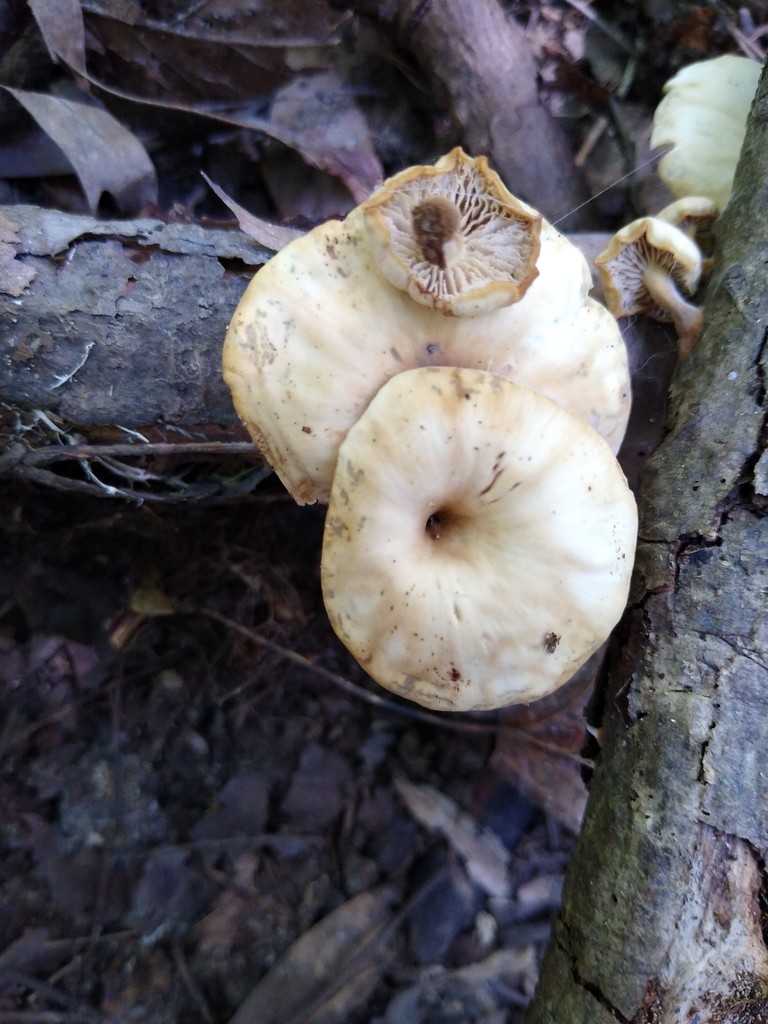 Lentinellus subaustralis (Lentinellus subaustralis) - Picture Mushroom